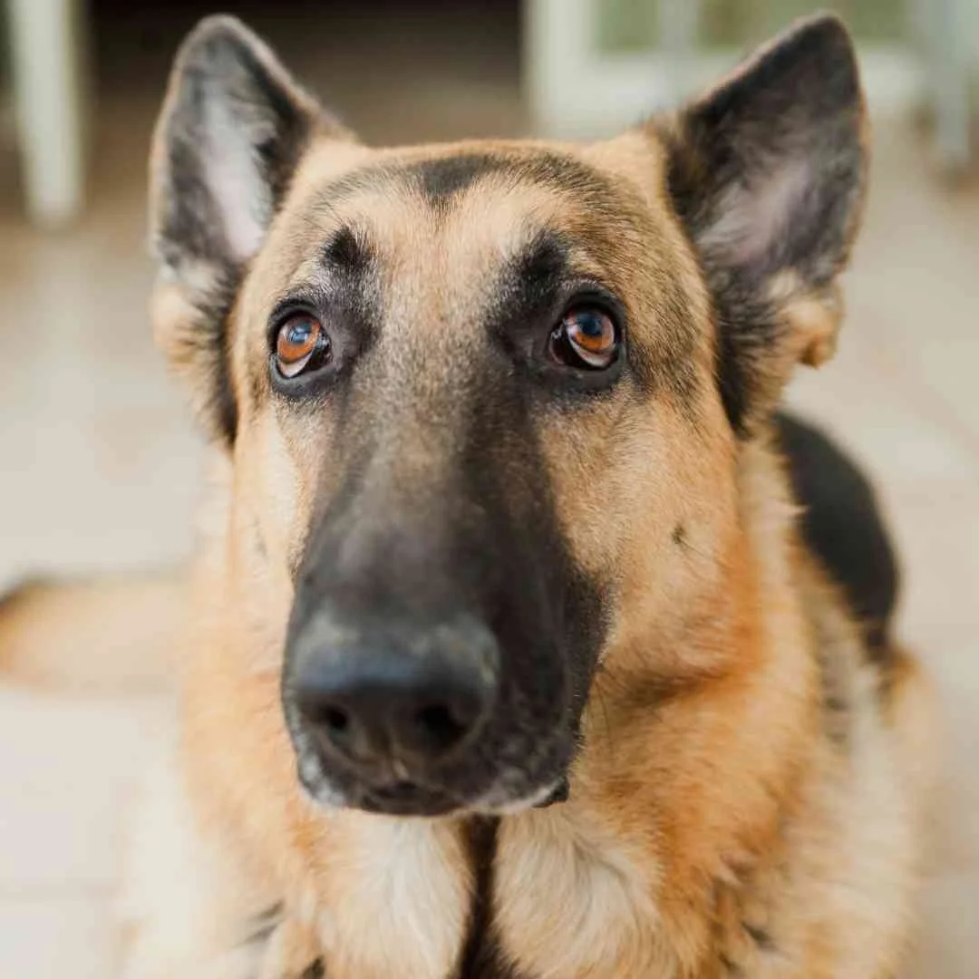 The Honest Guide to German Shepherd Pros & Cons — Best Mate Dog ...