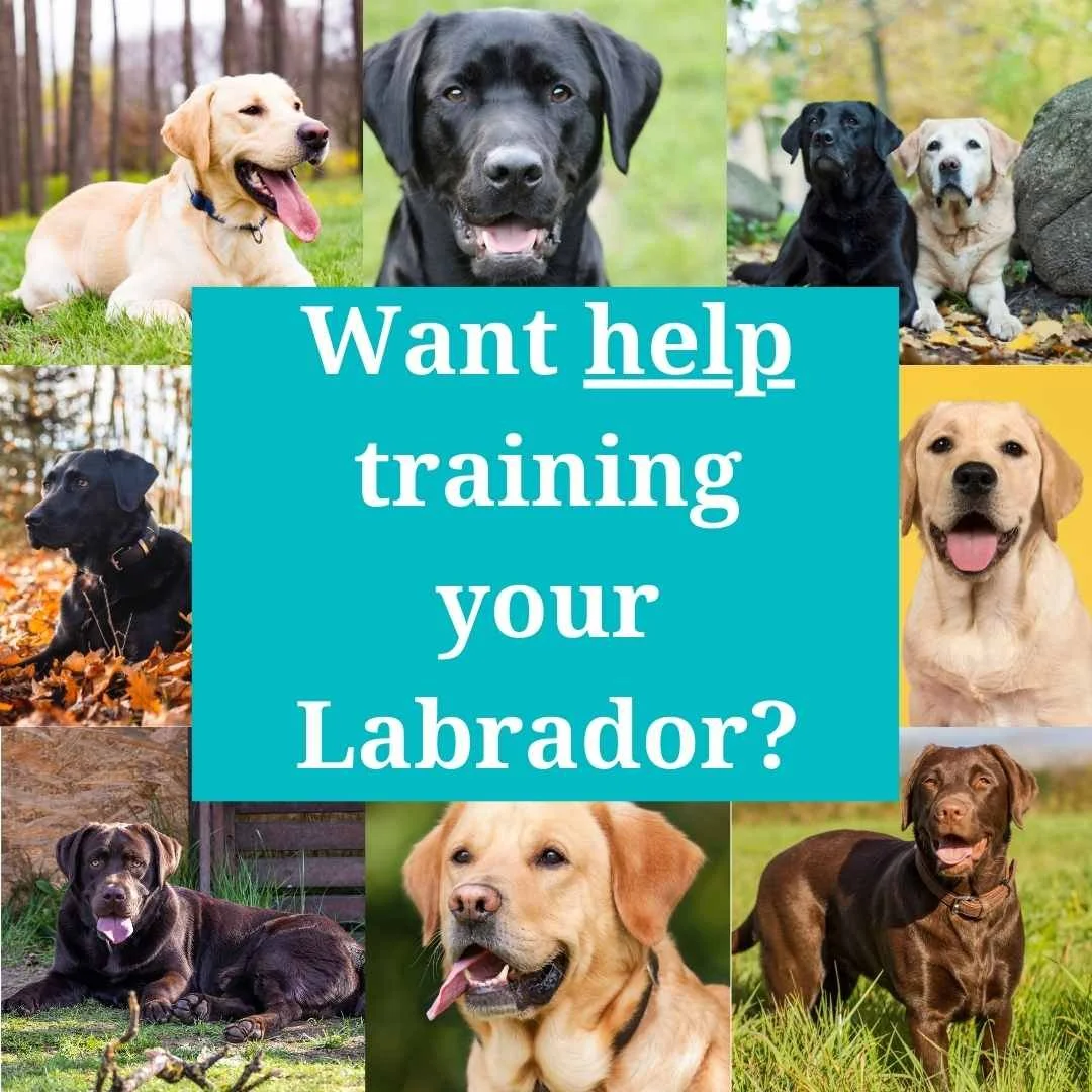 Training Labradors - A Realistic, Honest Labrador Training Guide — Best ...