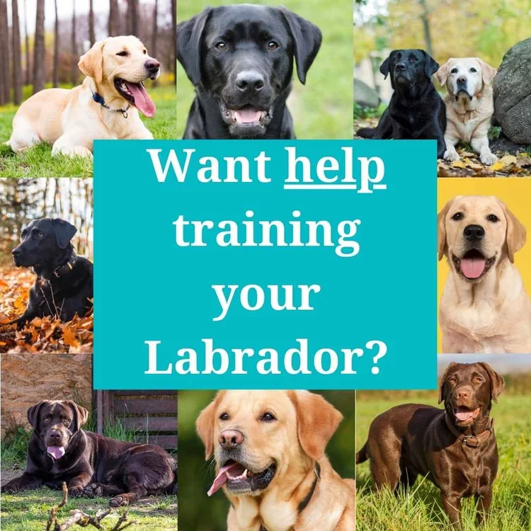 Training Labradors - A Realistic, Honest Labrador Training Guide — Best ...