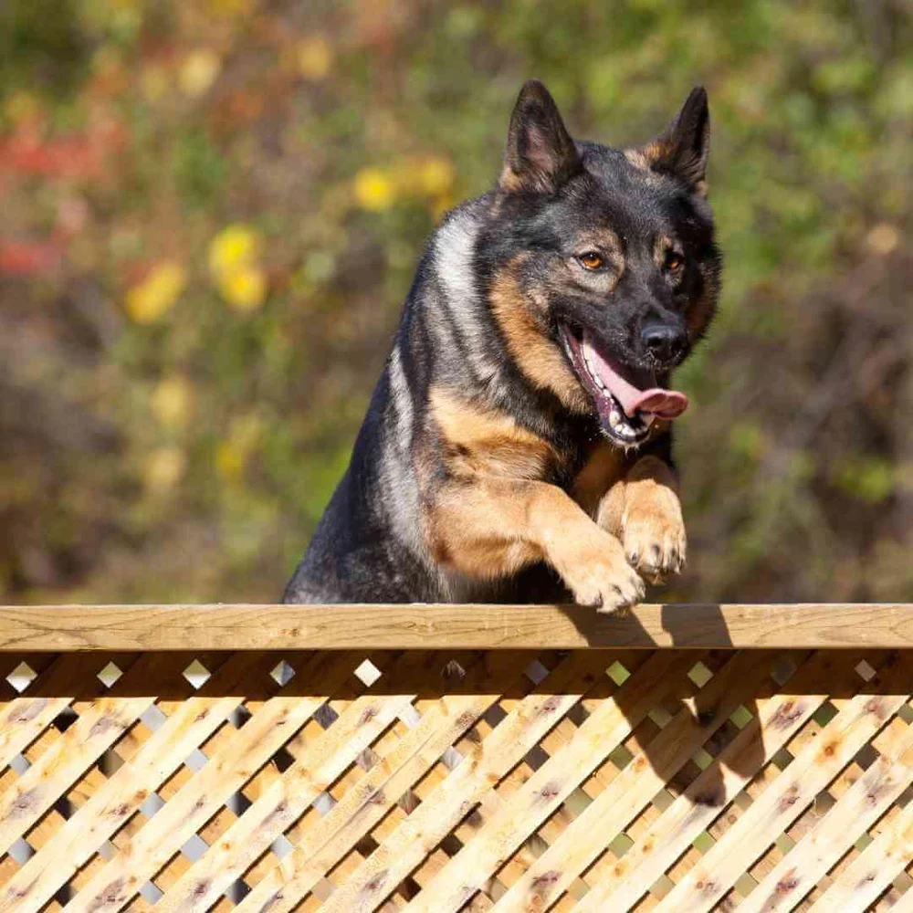 Training German Shepherds - A Realistic, Honest GSD Training Guide ...
