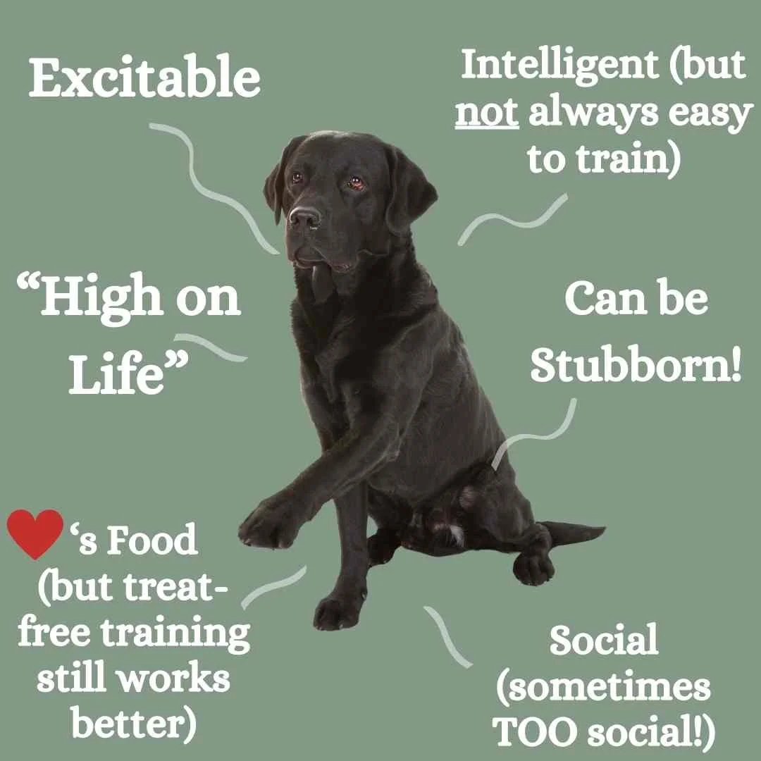 Training Labradors - A Realistic, Honest Labrador Training Guide — Best ...