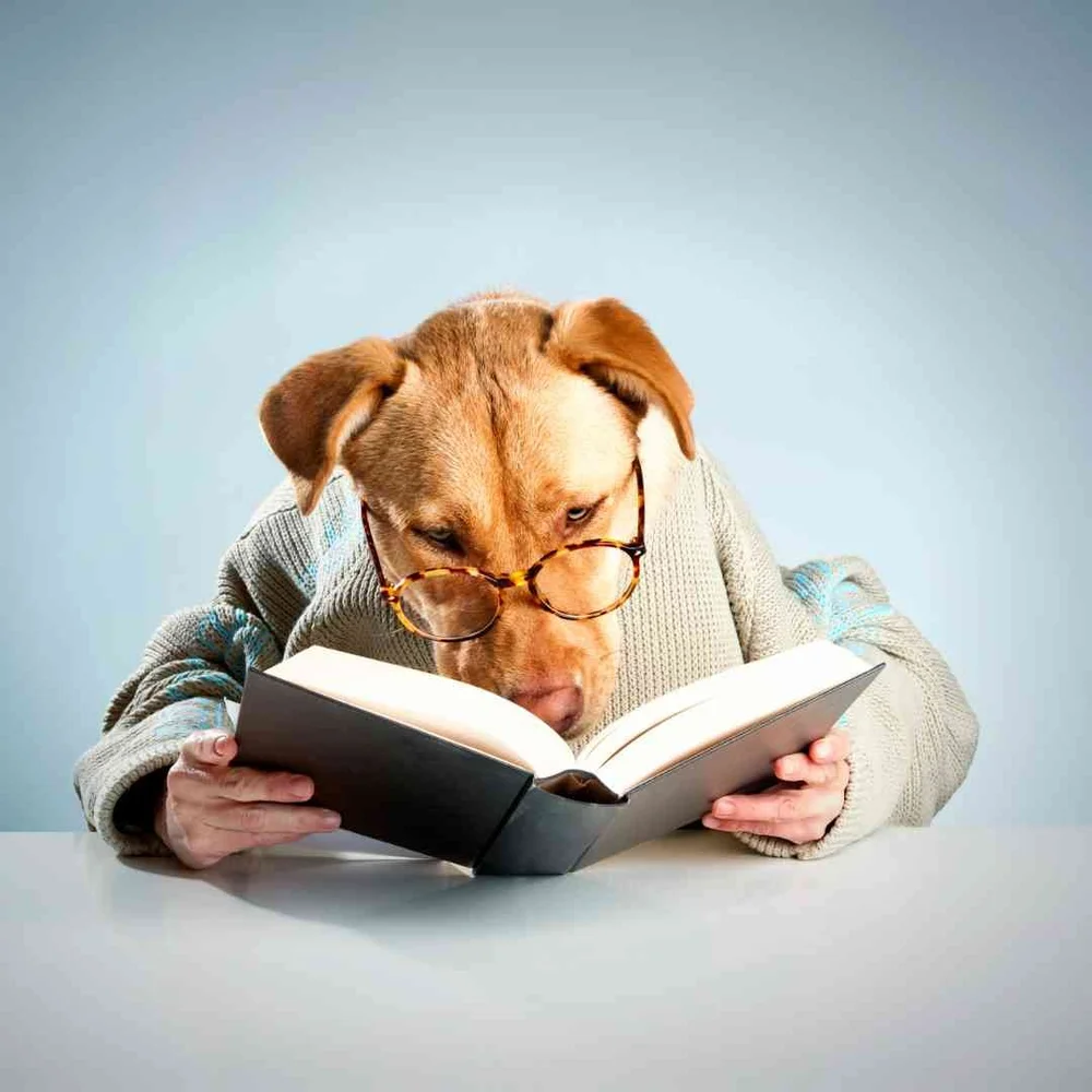 Dog Training Blog — Best Mate Dog Training | Treat-Free Training | NZ & AU