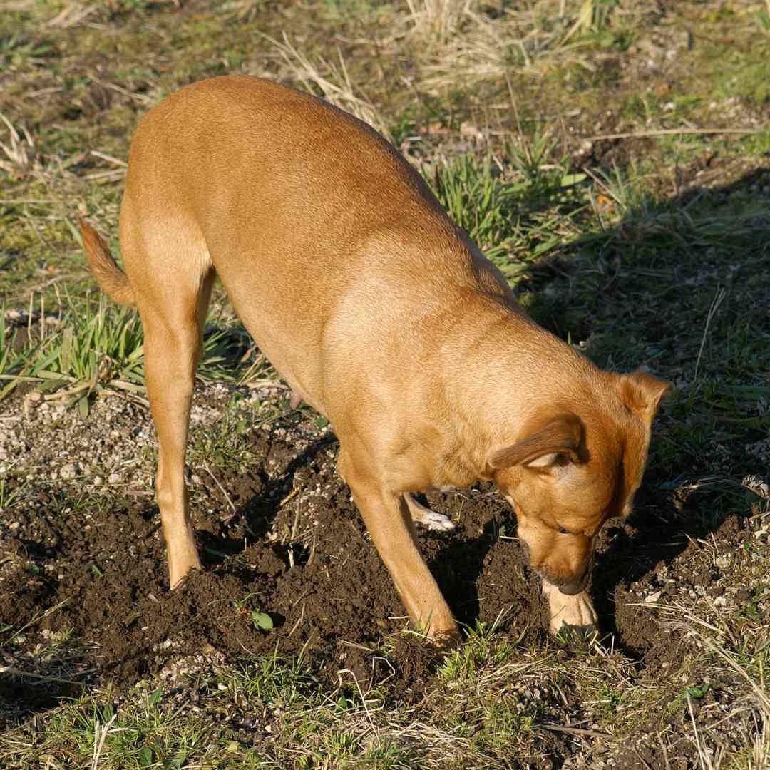 How do you stop dogs digging - the honest, realistic guide. — Best Mate ...