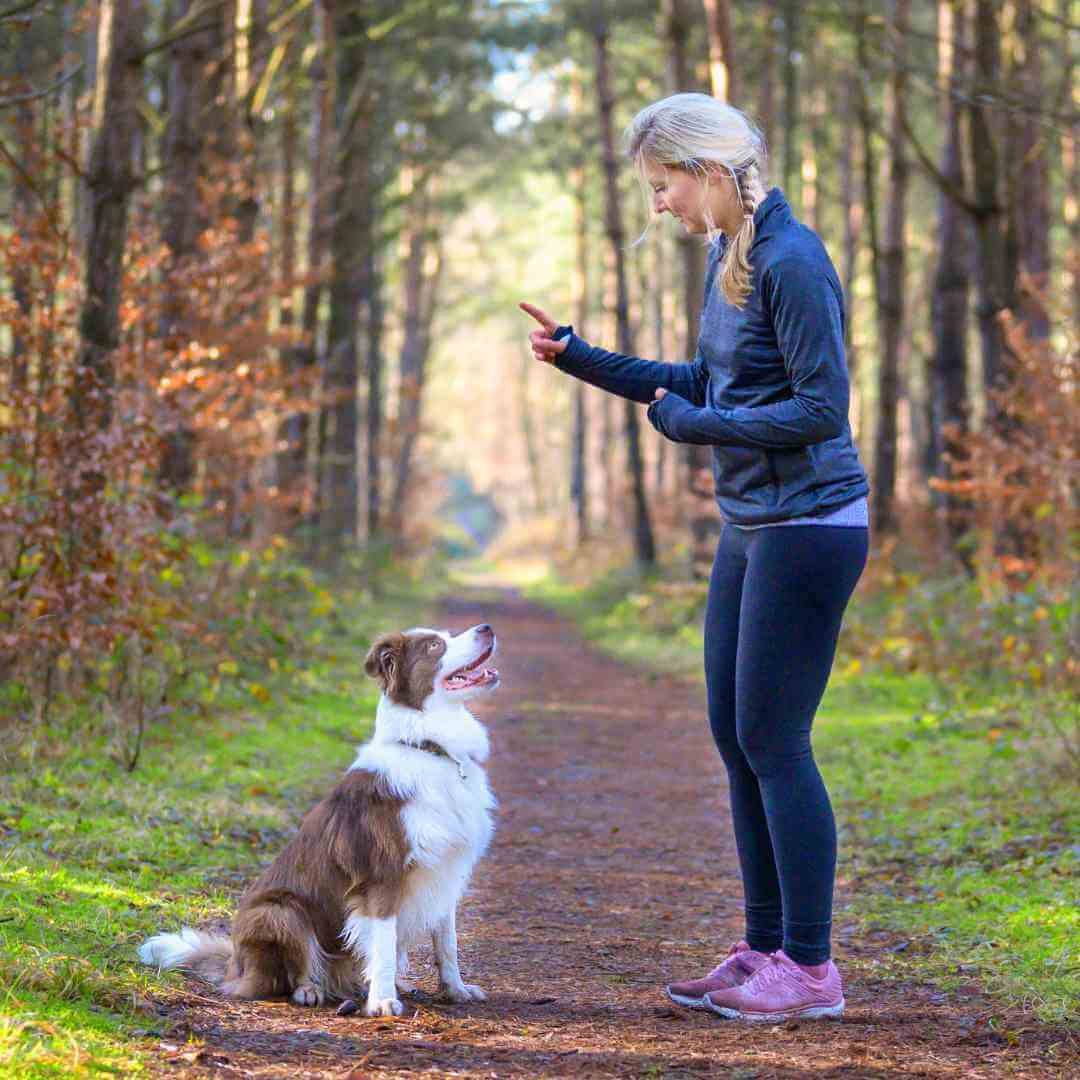 Stopping Dogs Jumping - The Honest, In-Depth Guide to Stop Your Dog ...