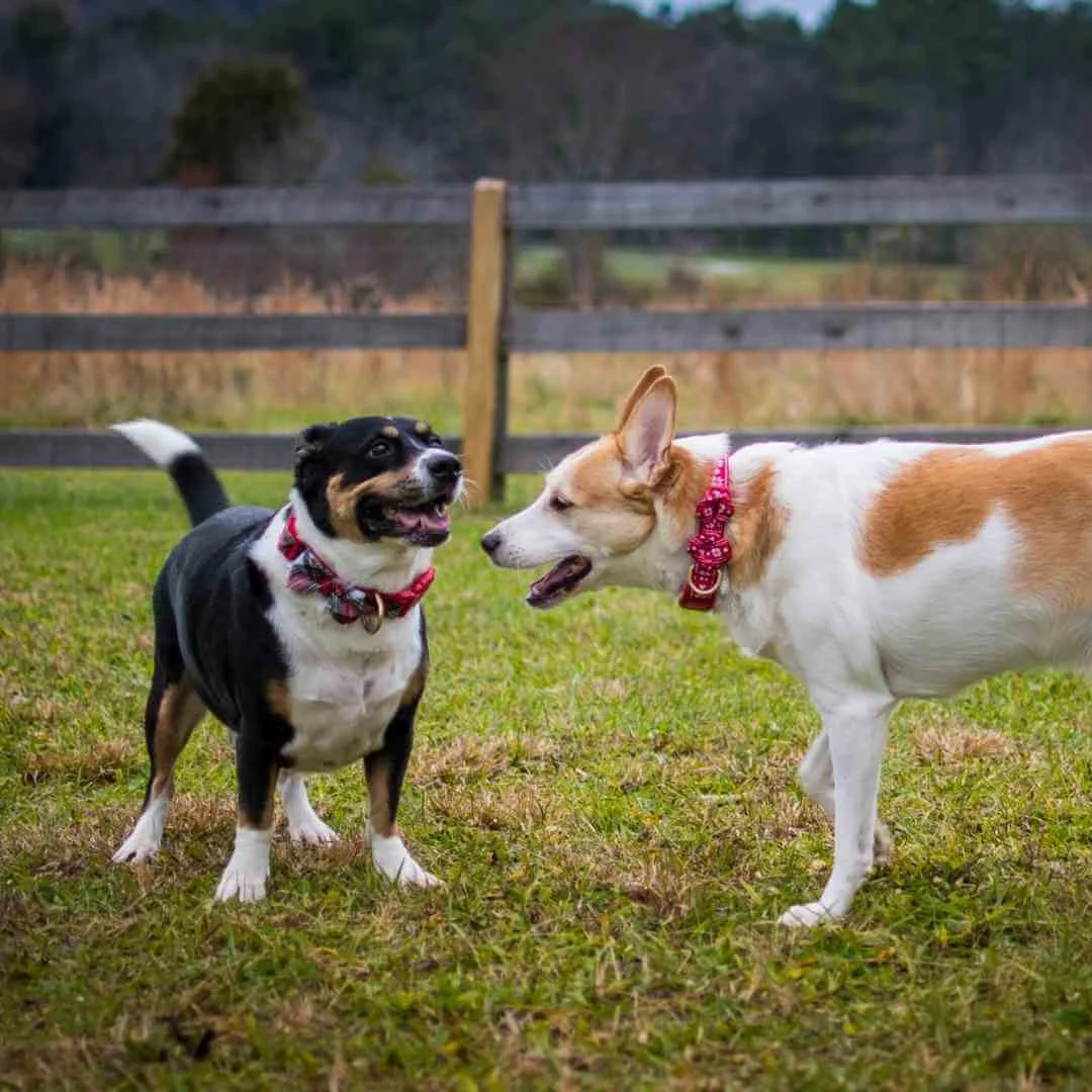 Dog ADHD & Hyperactive Dogs - The realistic, honest guide. — Best Mate ...