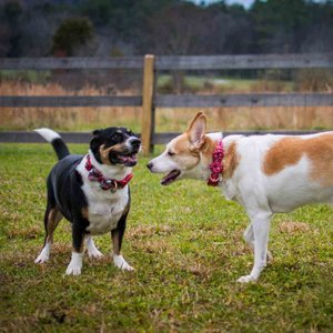 Dog ADHD & Hyperactive Dogs - The realistic, honest guide. — Best Mate ...