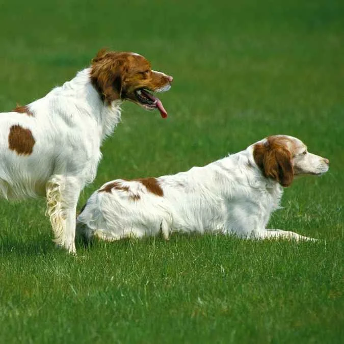 Training Brittanys - The Honest Brittany Training Guide — Best Mate Dog Training | Online Dog ...