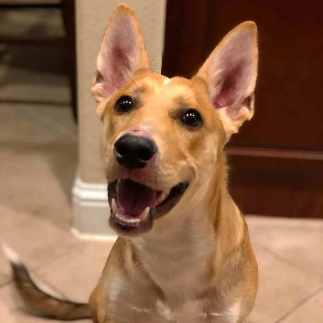 The Realistic, Honest Guide to Overexcited Dogs — Best Mate Dog ...