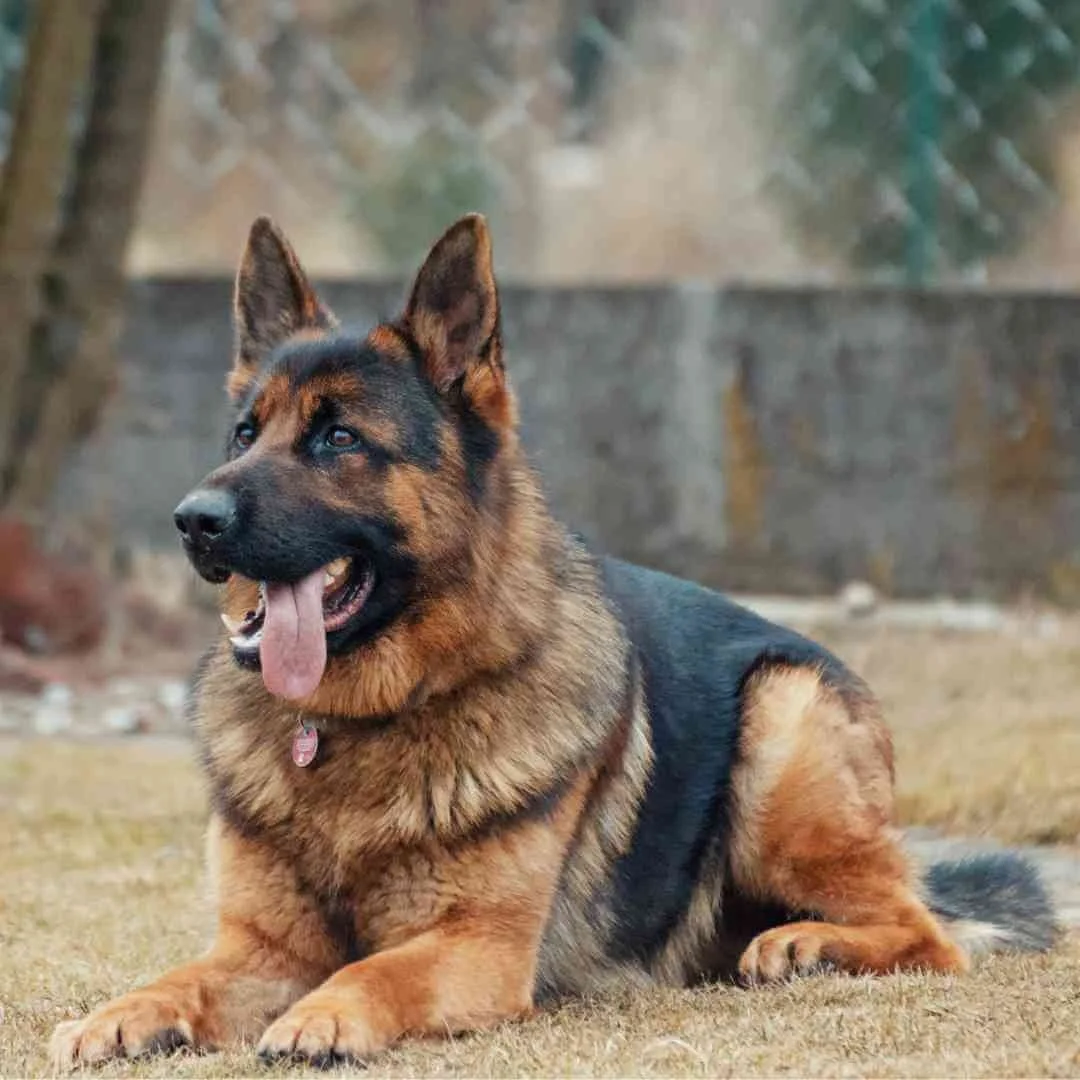 Training German Shepherds - A Realistic, Honest GSD Training Guide ...