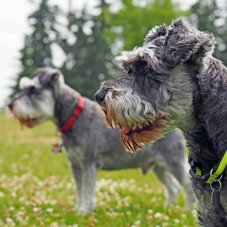 Training Mini Schnauzers - A realistic, honest mini schnauzer training ...