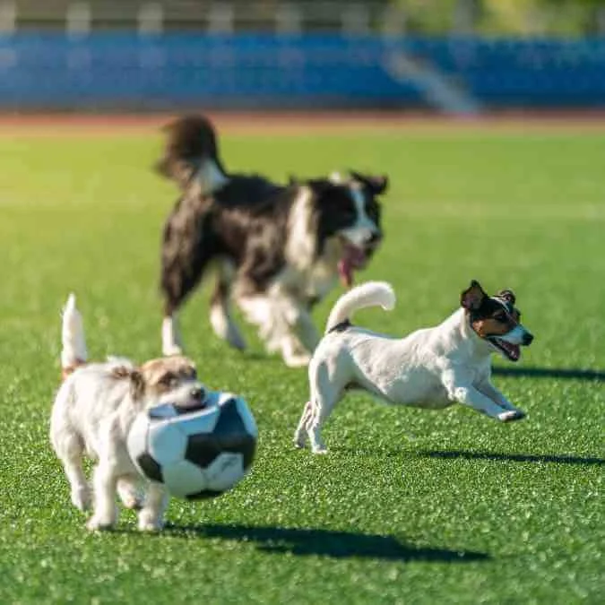 Is Doggy Daycare Good For Dogs? An honest, unbiased guide. — Best Mate ...