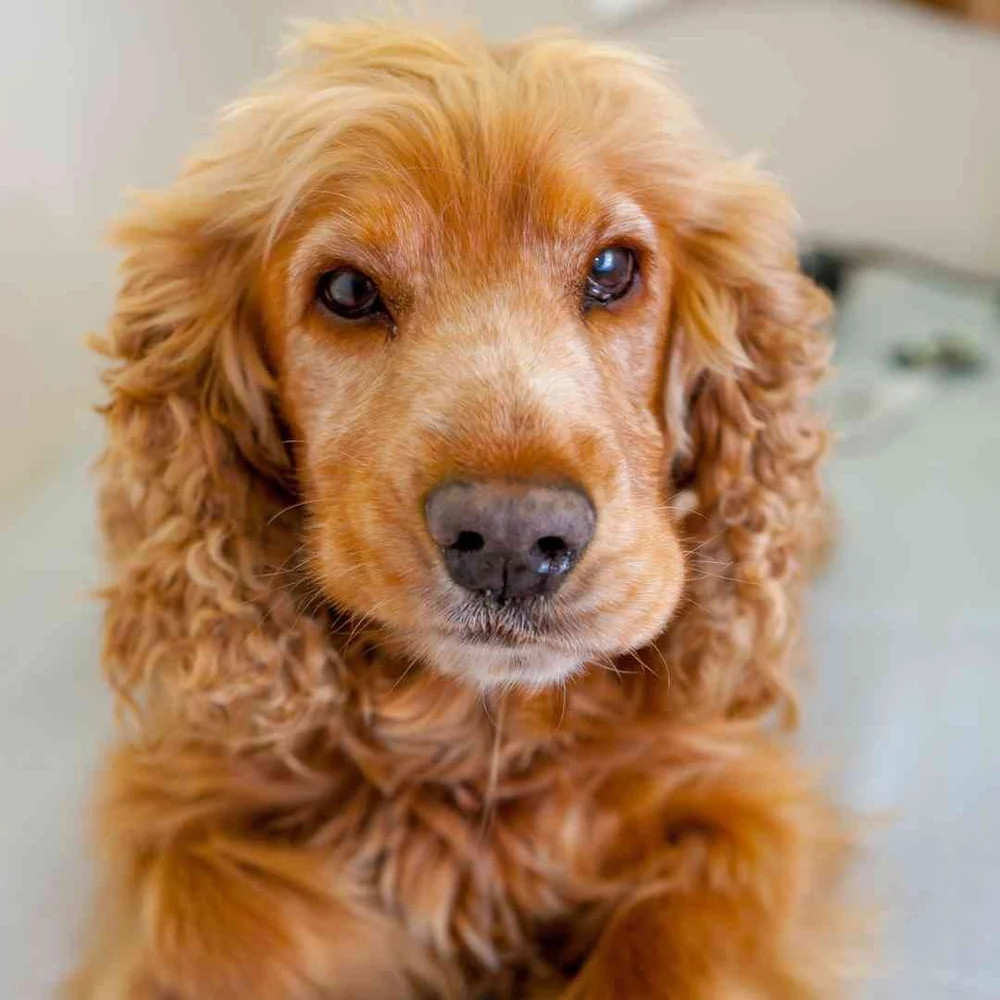 Training Cocker Spaniels - A Realistic, Honest Cocker Spaniel Training ...