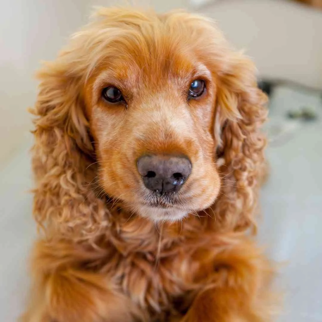 Training Cocker Spaniels - A Realistic, Honest Cocker Spaniel Training ...