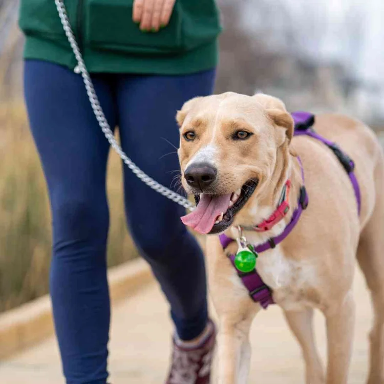 Dog Training for Adult Dogs - A Realistic, Honest Adult Dog Training ...
