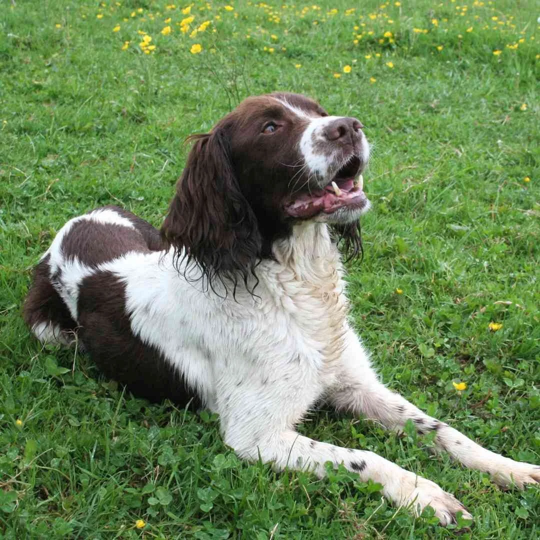 Springer Spaniel Dog Training - A Realistic, Honest Springer Spaniel ...