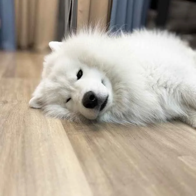 Training Samoyeds - The Realistic, Honest Samoyed Training Guide — Best ...