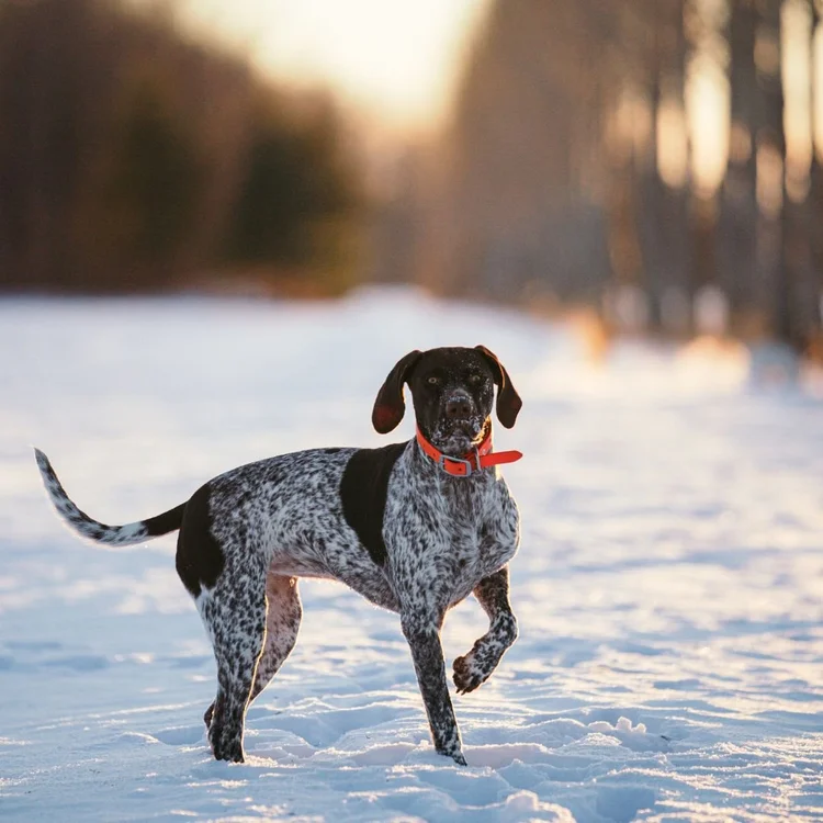 Training GSP - A Realistic, Honest GSP Training Guide — Best Mate Dog ...