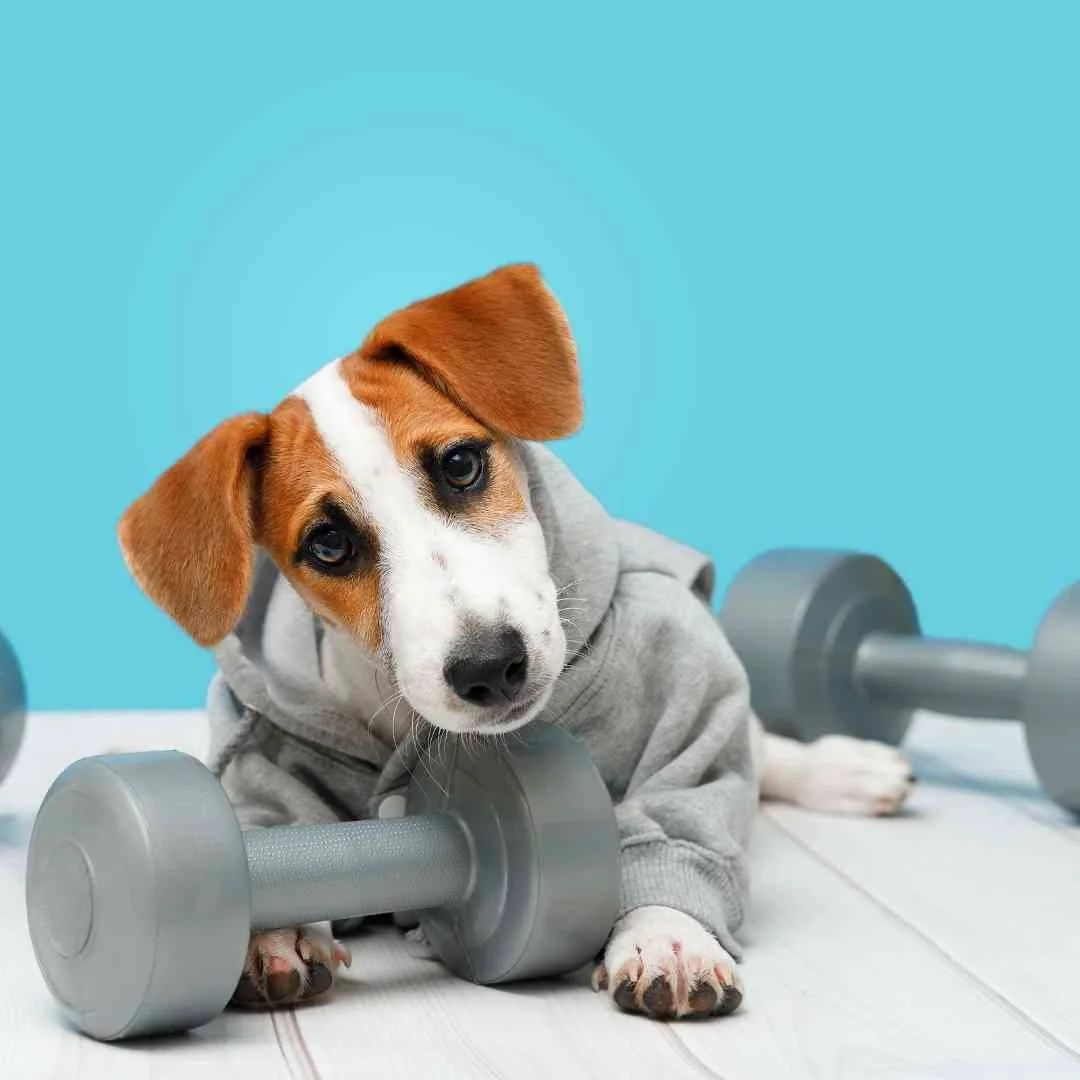 The Realistic, Honest Guide to Overexcited Dogs — Best Mate Dog ...