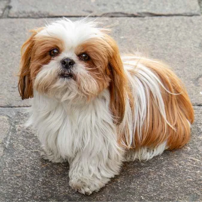 Training Shih Tzus - The Realistic, Honest Shih Tzu Training Guide ...