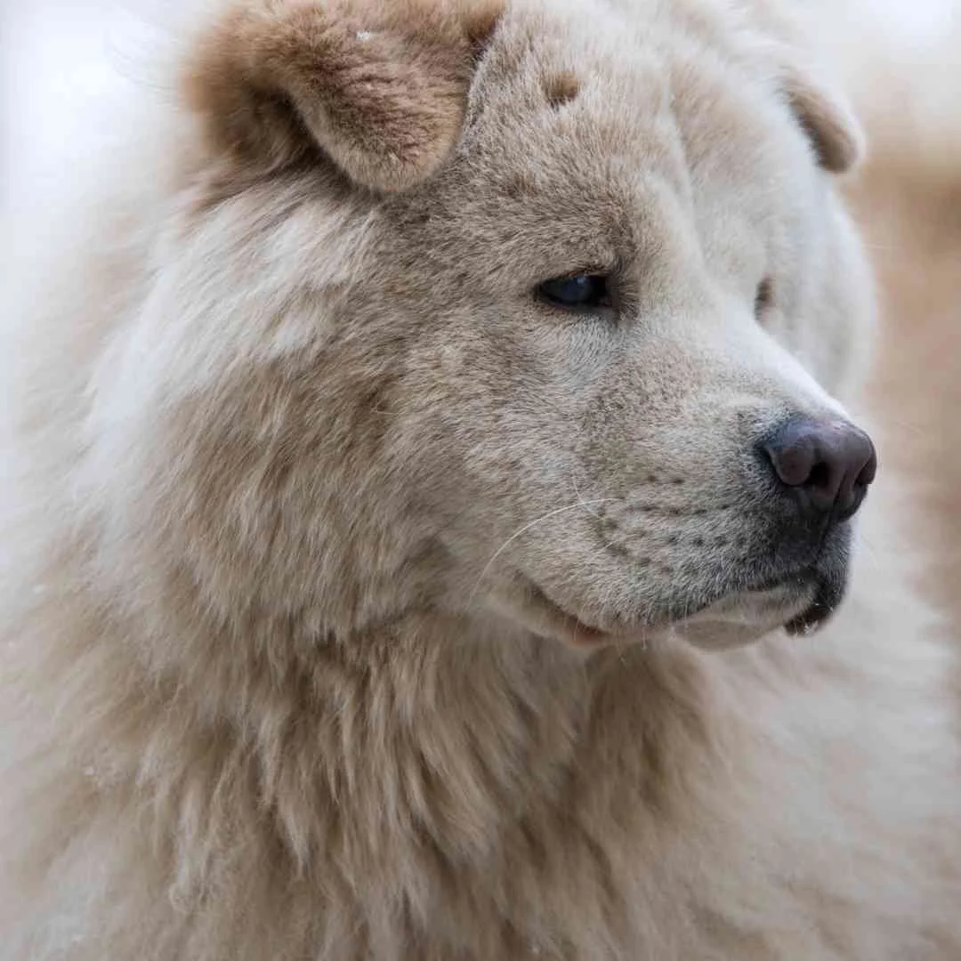 Training Anxious Dogs - The Realistic, Honest Guide to Anxious Dog ...