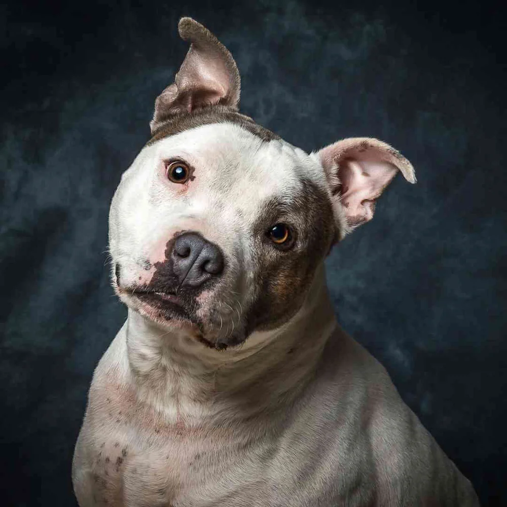 Training a Staffy - a Realistic, Honest Staffy Training Guide — Best ...