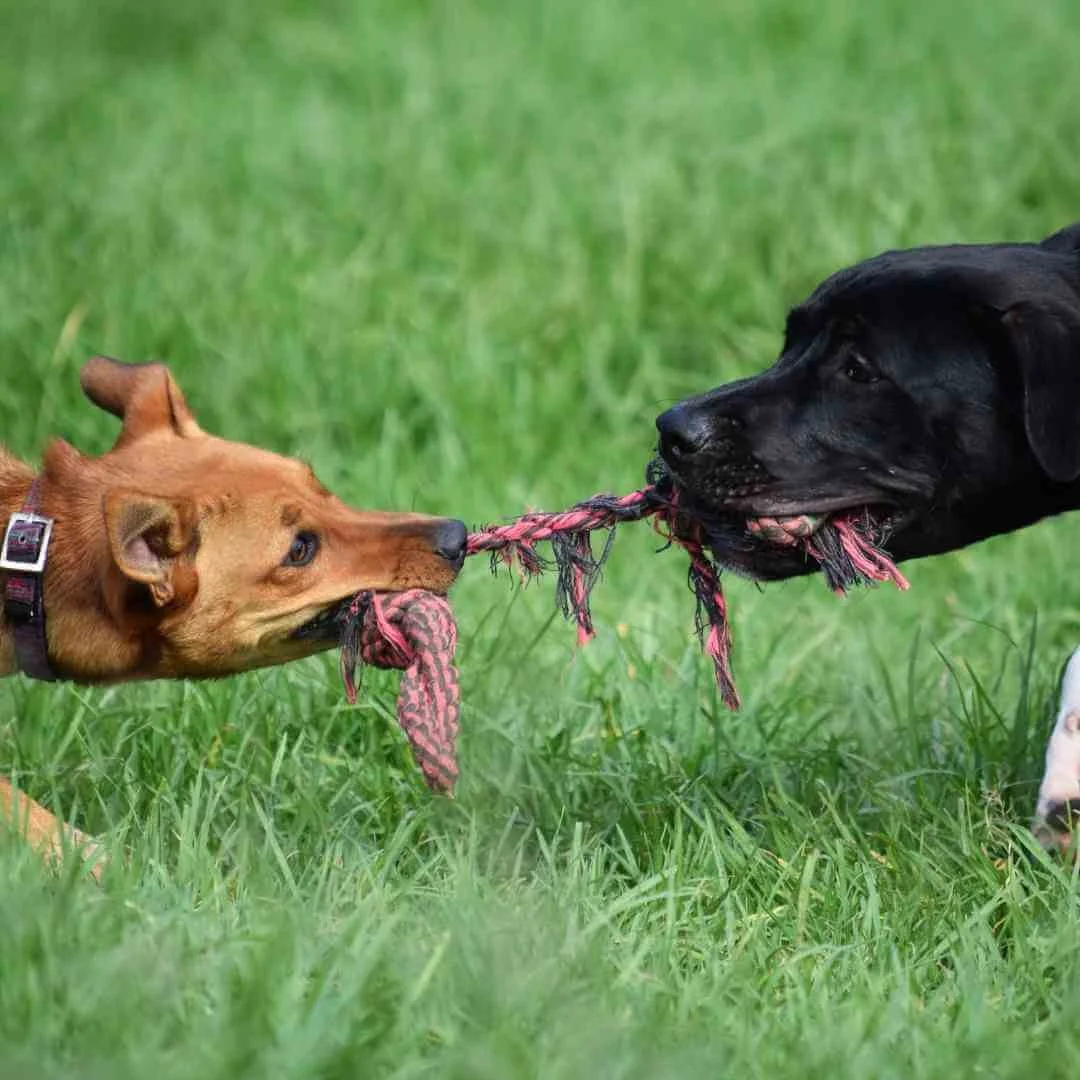 Dog ADHD & Hyperactive Dogs - The realistic, honest guide. — Best Mate ...