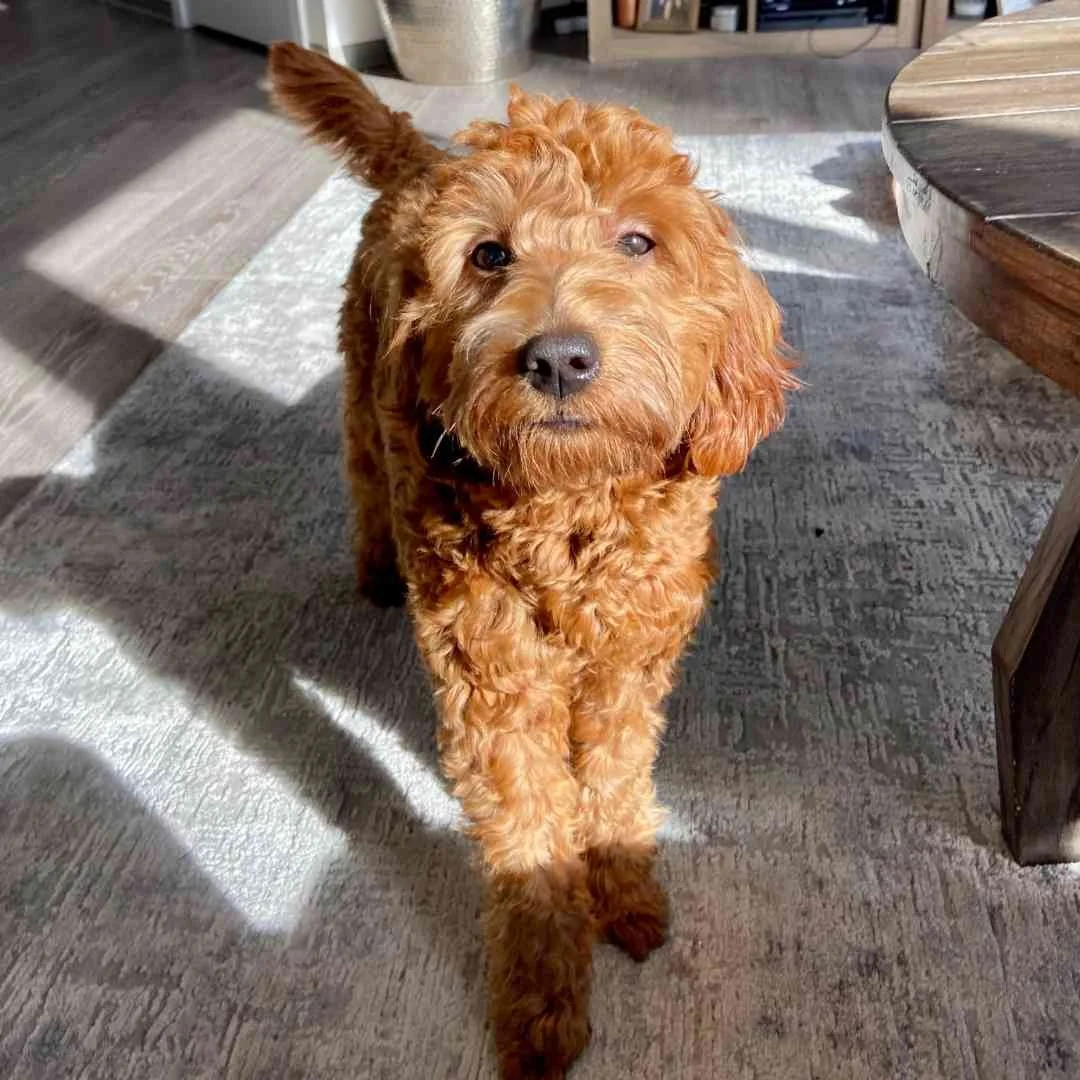 Training Goldendoodles (or Groodles)- A Realistic, Honest Goldendoodle ...