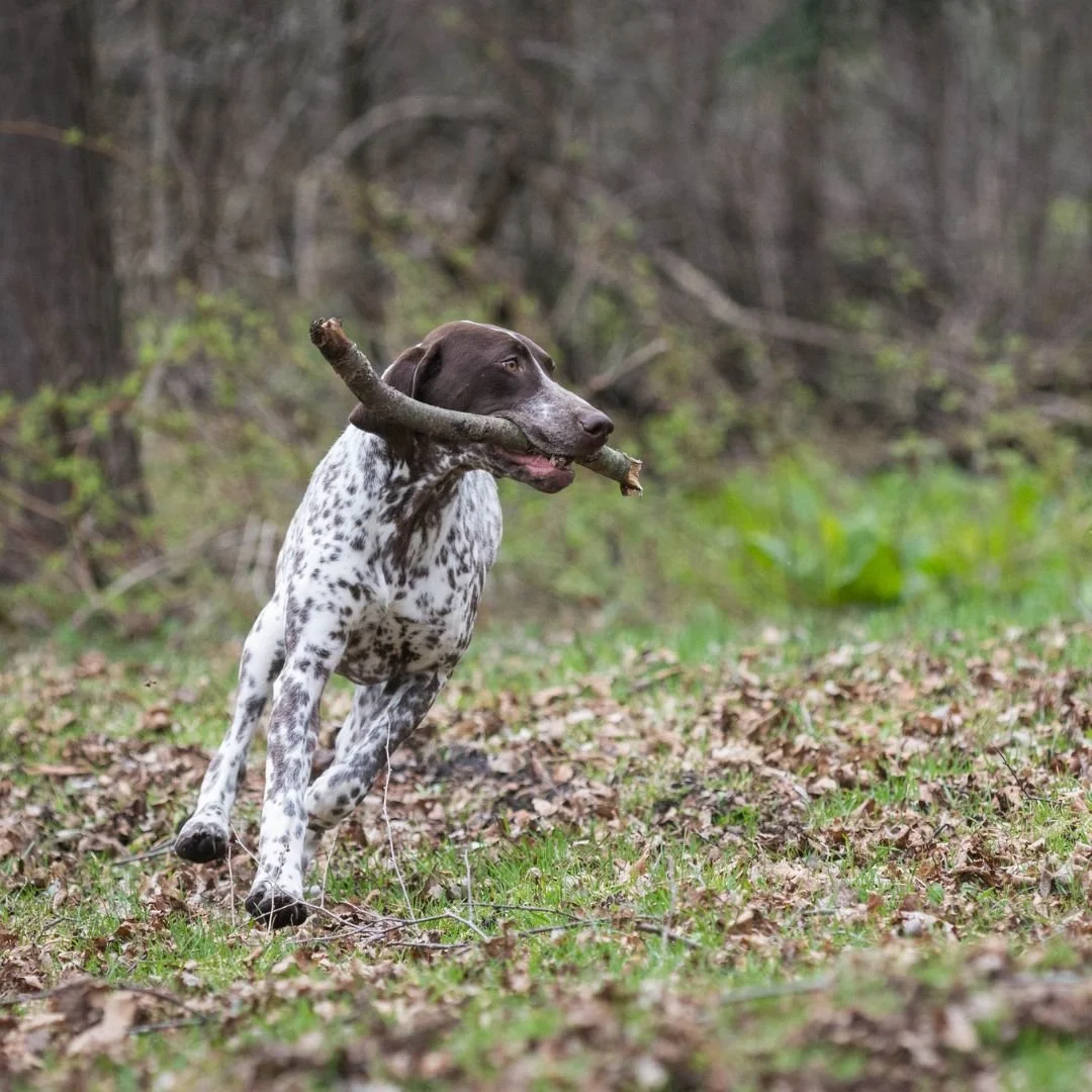 Training GSP - A Realistic, Honest GSP Training Guide — Best Mate Dog ...