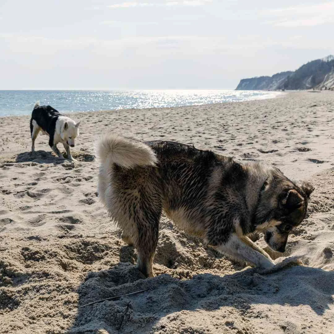 How do you stop dogs digging - the honest, realistic guide. — Best Mate ...