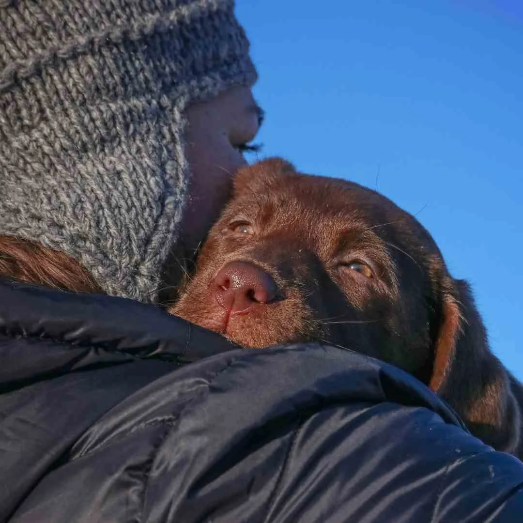 Training Labradors - A Realistic, Honest Labrador Training Guide — Best ...