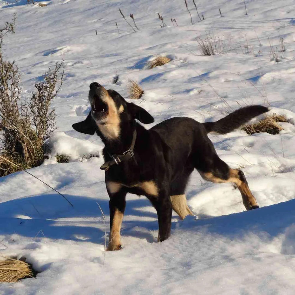 Huntaway Dog Training (as pets) - a Realistic, Honest Huntaway Training ...