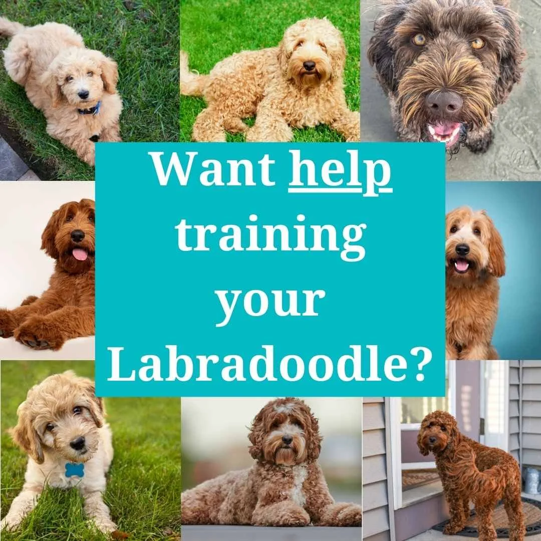 Training Labradoodles - A Realistic & Honest Labradoodle Training Guide ...