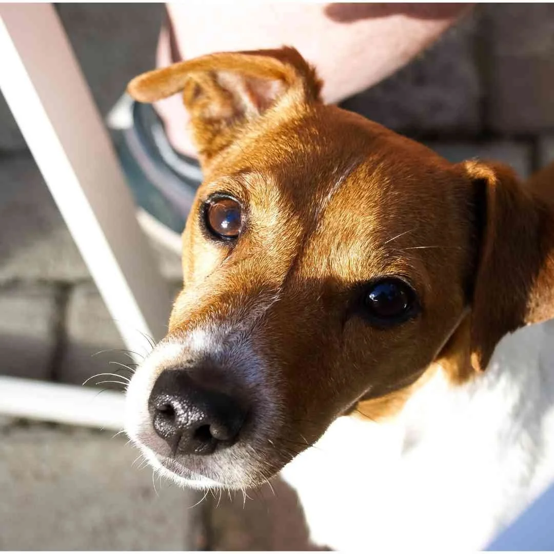 Training Jack Russells - A Realistic, Honest JRT Training Guide — Best ...