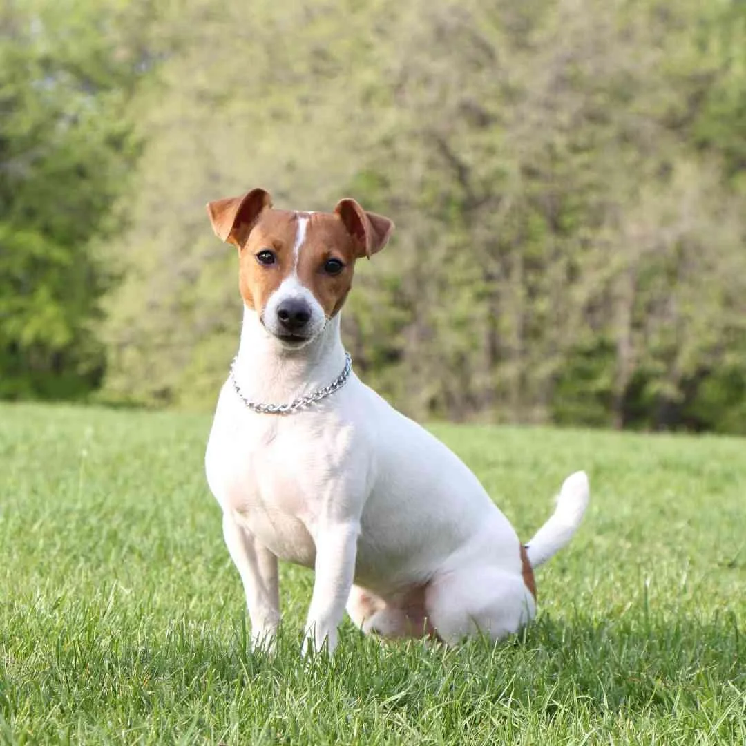 Training Jack Russells - A Realistic, Honest JRT Training Guide — Best ...