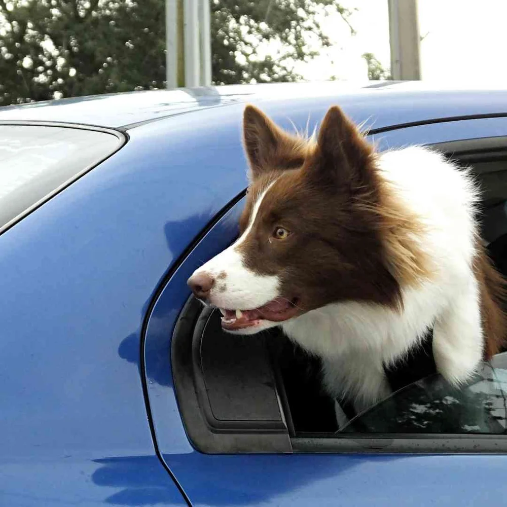 Training a Border Collie - a Realistic, Honest Border Collie Training ...