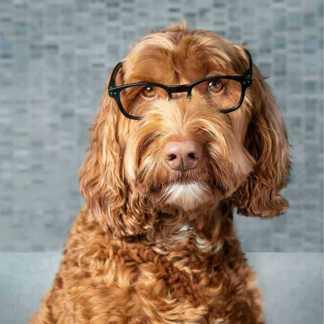 Training Labradoodles - A Realistic & Honest Labradoodle Training Guide ...