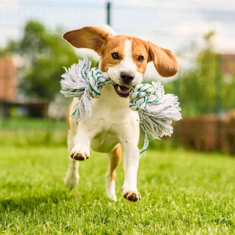 Dog ADHD & Hyperactive Dogs - The realistic, honest guide. — Best Mate ...