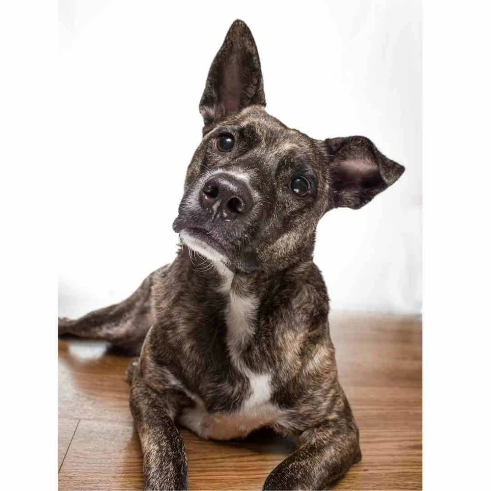 Stopping Your Dog Barking - The Realistic, Honest Guide to Dog Barking ...