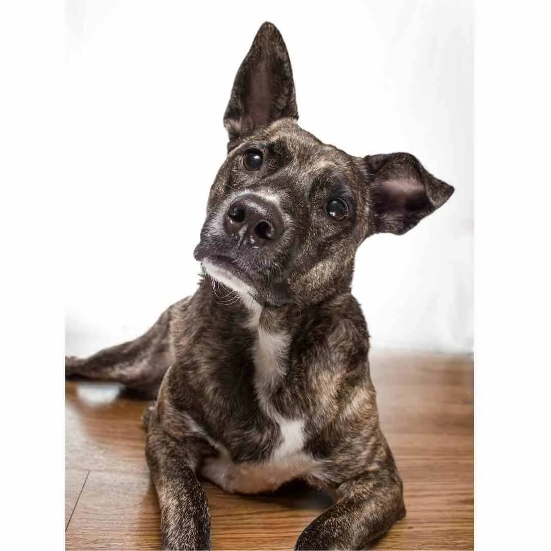 Stopping Your Dog Barking - The Realistic, Honest Guide to Dog Barking ...