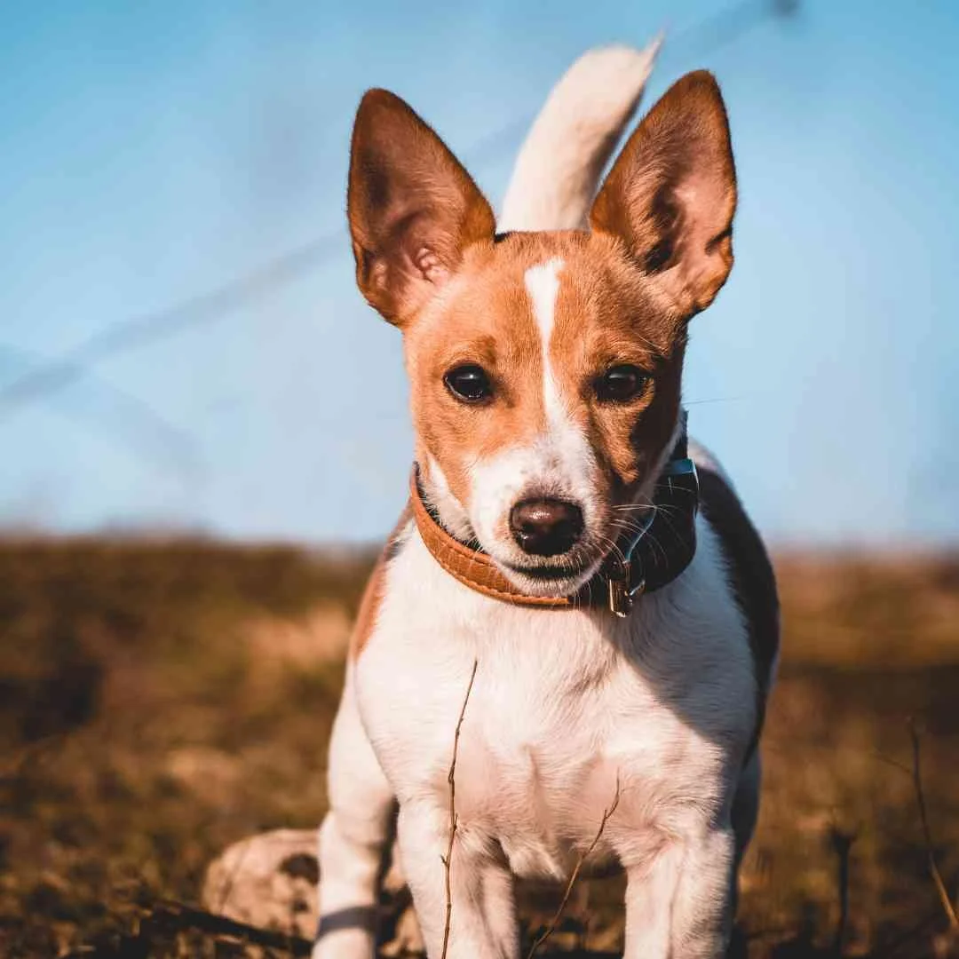 Training Jack Russells - A Realistic, Honest JRT Training Guide — Best ...