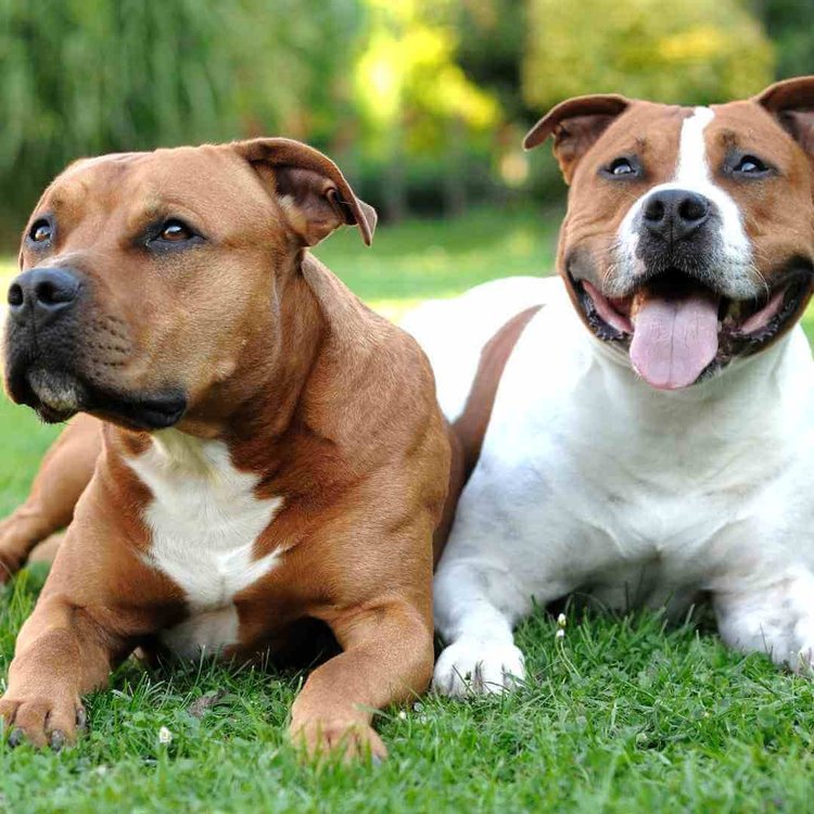 Training a Staffy - a Realistic, Honest Staffy Training Guide — Best ...