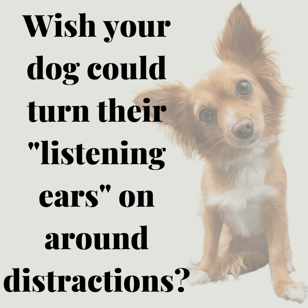 How To Make A Dog Listen