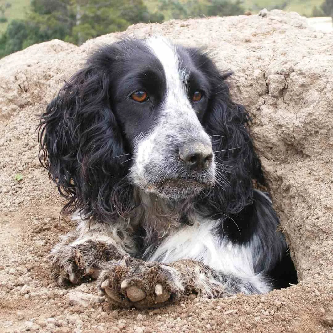 Training Cocker Spaniels - A Realistic, Honest Cocker Spaniel Training ...