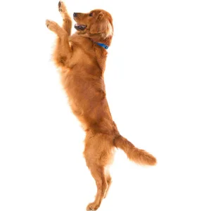 Stopping Dogs Jumping - The Honest, In-Depth Guide to Stop Your Dog ...
