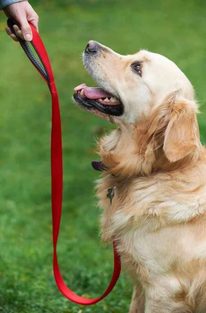 Canine Obedience Training (that actually works in real life...) — Best ...