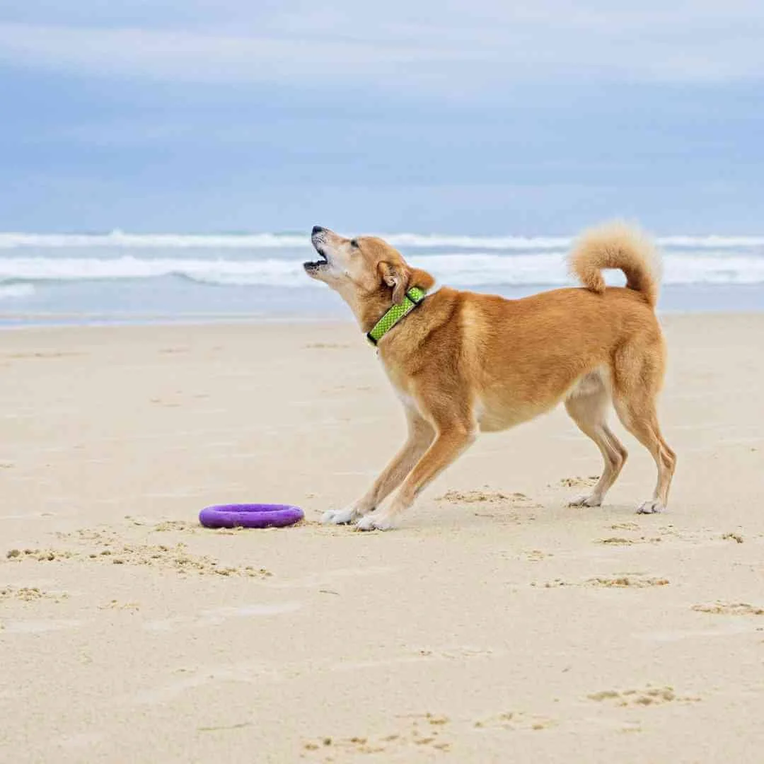 Stopping Your Dog Barking - The Realistic, Honest Guide to Dog Barking ...