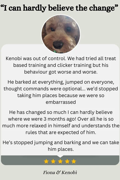 Training Cavoodles (or Cavapoos) - A Realistic & Honest Cavoodle ...