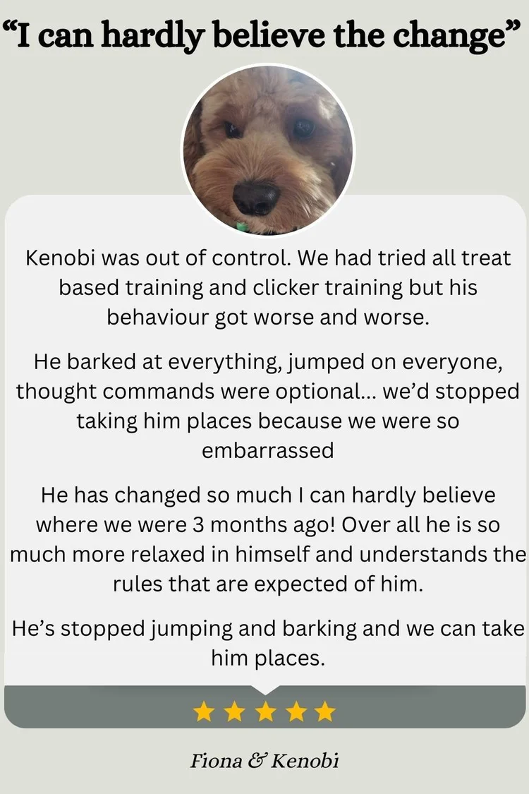 Training Cavoodles - A Realistic & Honest Cavoodle Training Guide ...