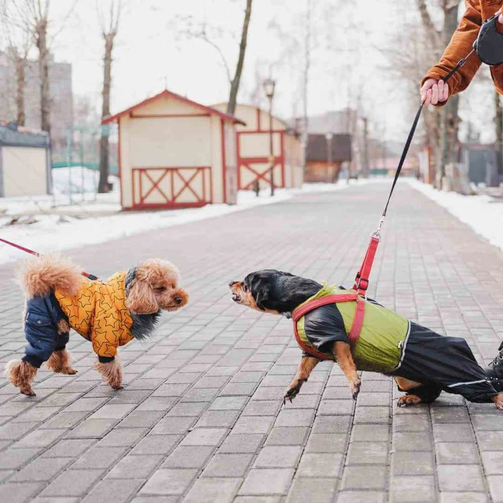 Dog Training for Reactive Dogs - The Realistic, Honest Guide to ...