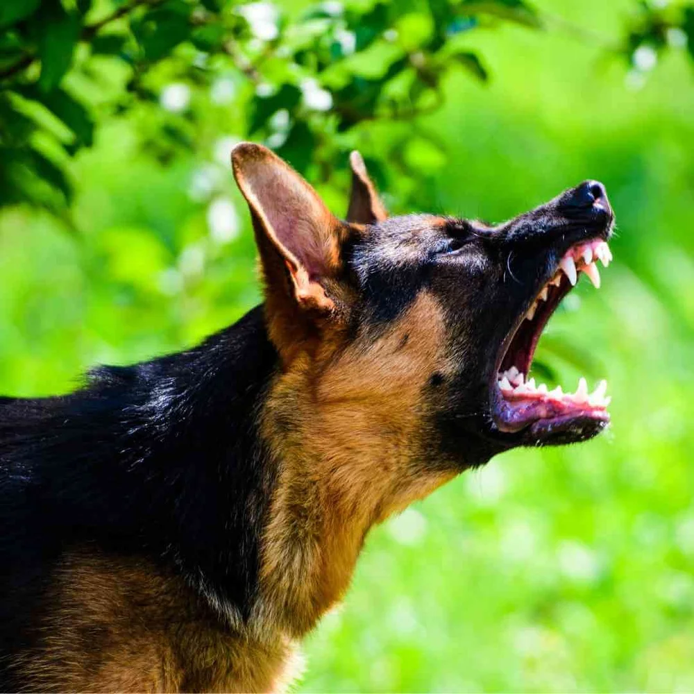Training German Shepherds - A Realistic, Honest GSD Training Guide ...